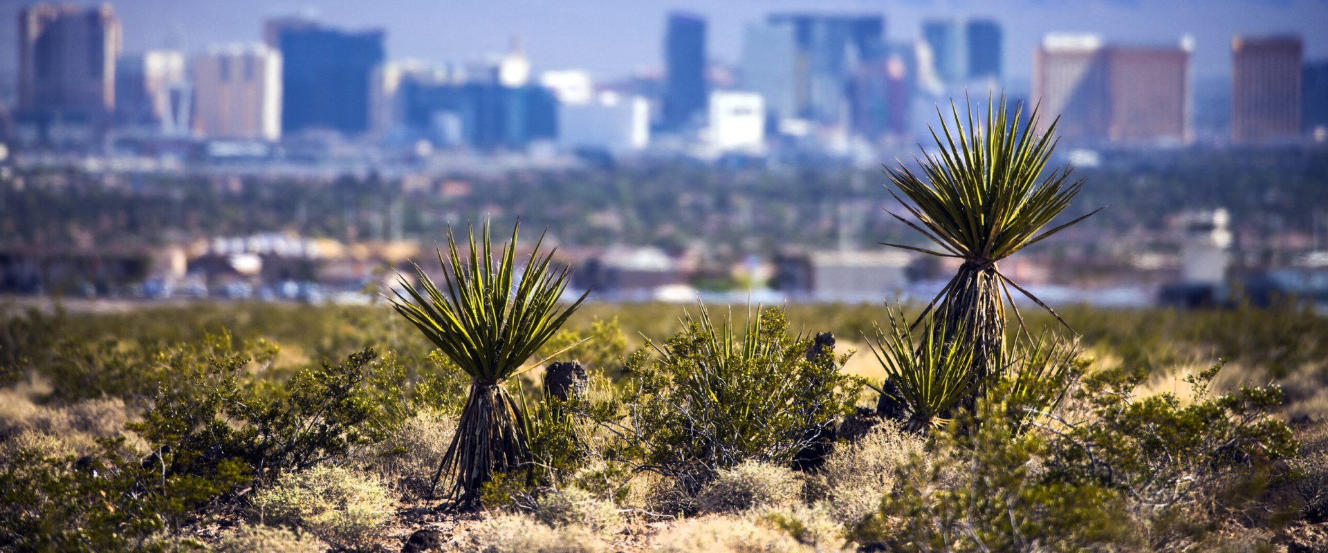 Environmental Education in Las Vegas: Exploring the Most Important Topics